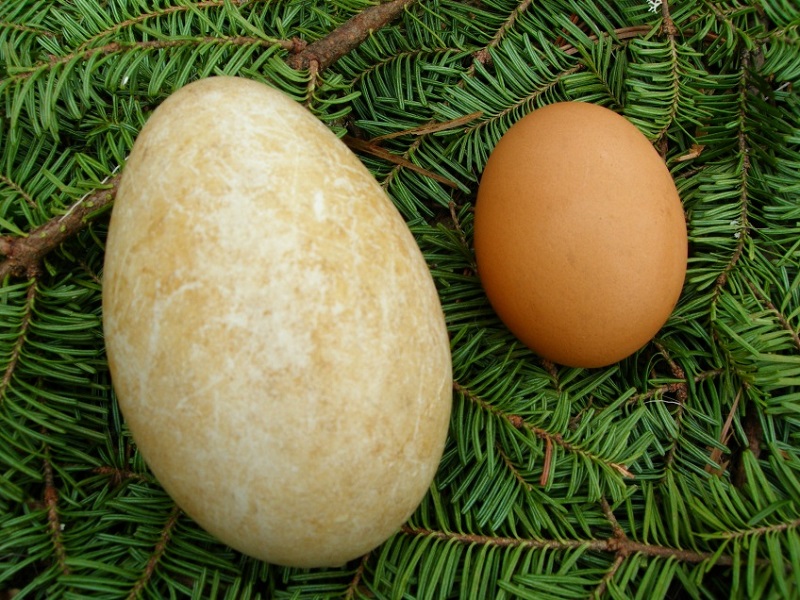 Goose egg: properties and uses in cooking - Anxiety Reduction